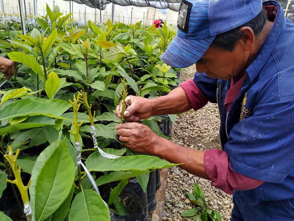 Buenas Prácticas Agrícolas - Agrodiario