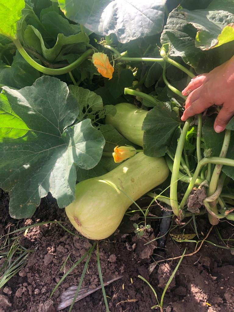 Calabaza a EEUU - Agrodiario