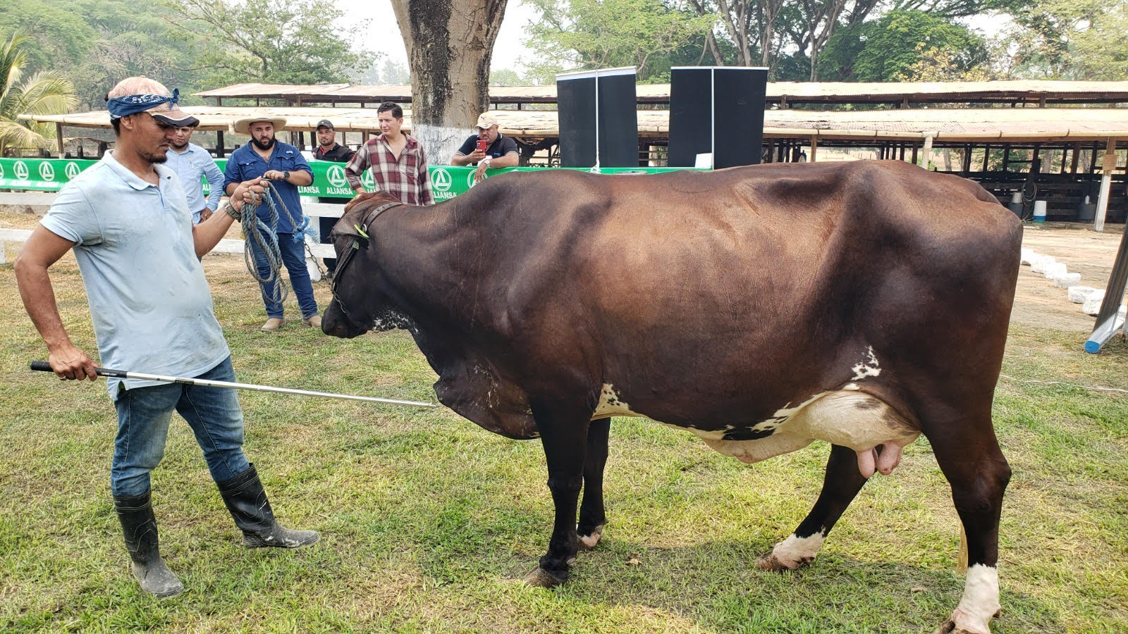 Potencian hato ganadero - Agrodiario